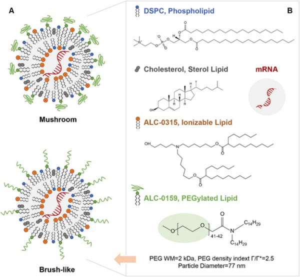 PEG Lipids Explained: Structure and Role in LNP Delivery - PurePEG
